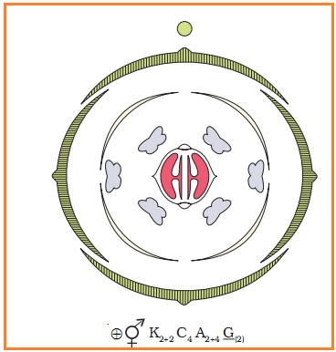 MORFOLOGI ORGAN TUMBUHAN - Biology Page