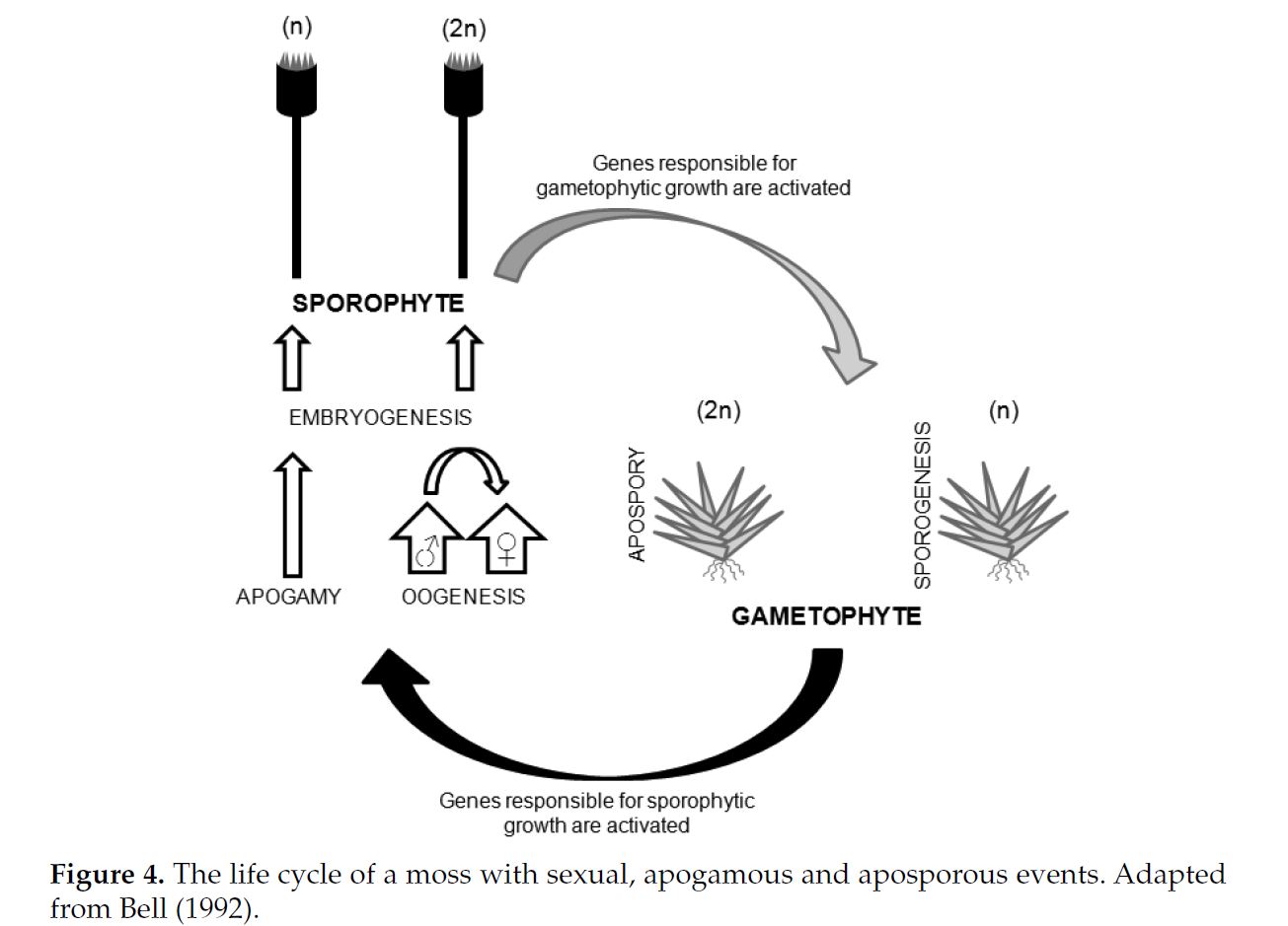 Knowledge Class: Reproduction in Bryophytes
