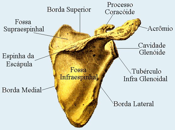 Fisiologia Geral: Ombros