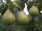 PEAR OR NASHPATI - HISTORY: HEALTH BENEFITS AND USES OF PEAR FRUIT ...