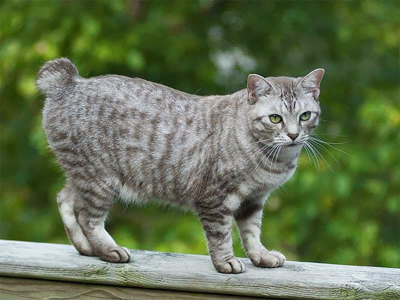 American Bobtail Cat | Cute Cats