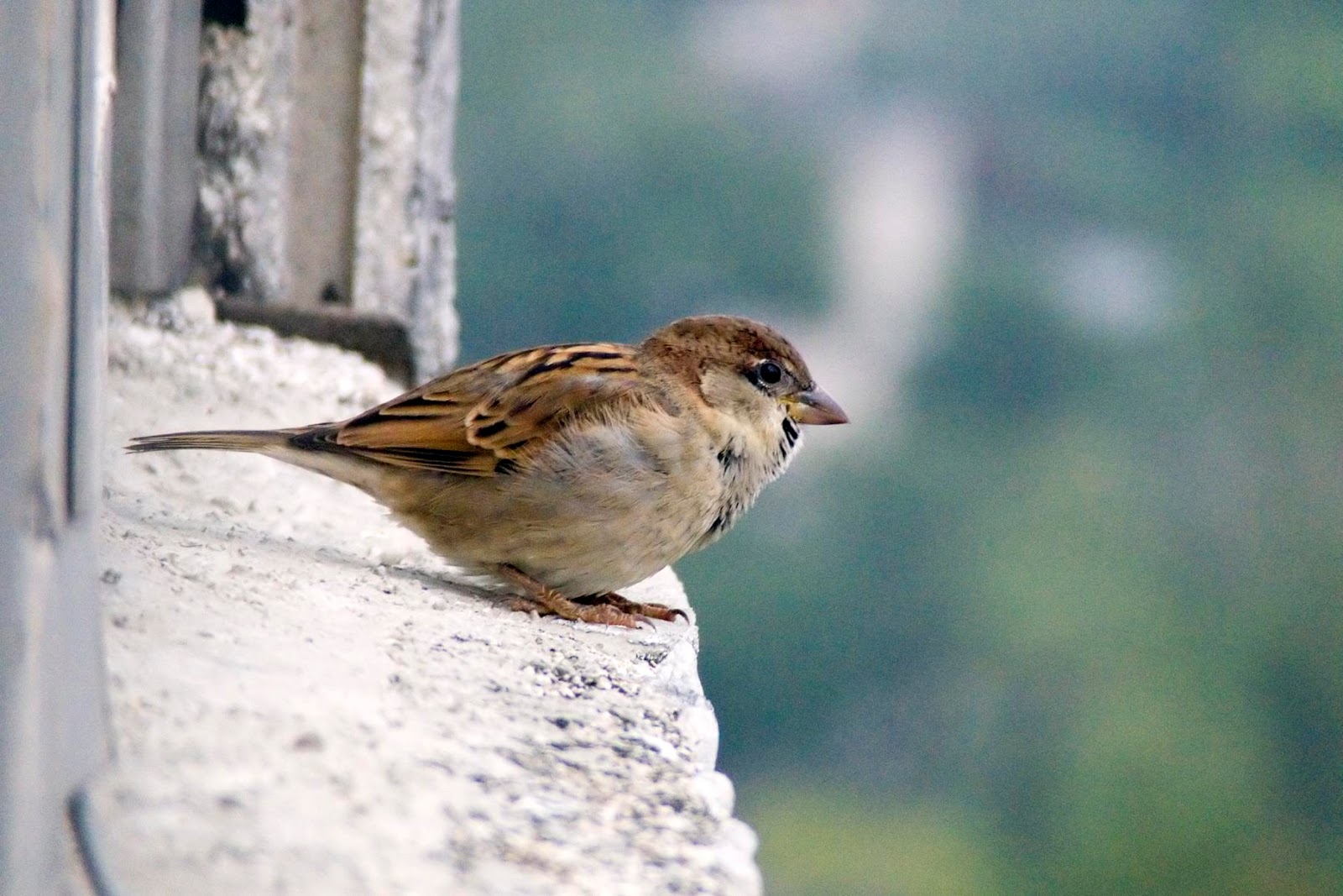 ': Vocabulario Fundamental. Gorriones (4) Milagros con plumas