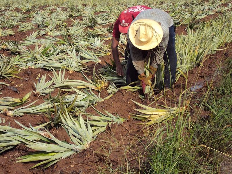 La Piña Tropical: Control de Malezas en el Cultivo de Piña Tropical