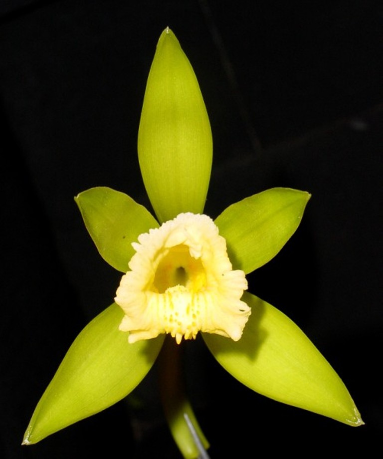 ORQUIDEAS MEXICANAS: Vanilla insignis