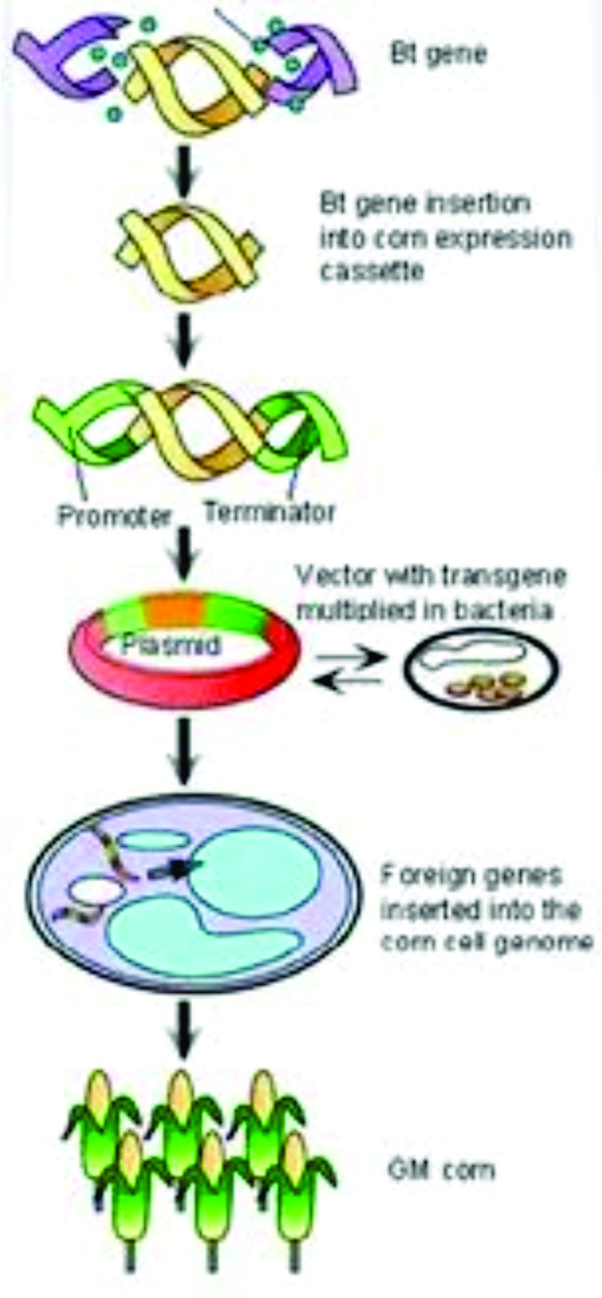 Science for a better world: Rekayasa Genetika Tumbuhan