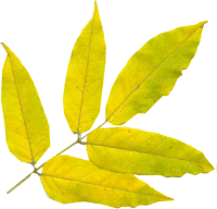 Folhas - Cia dos Gifs