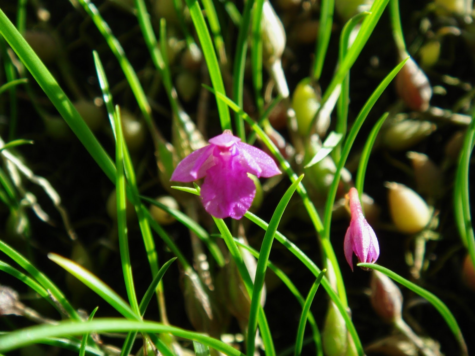 Isabelia pulchella care and culture | Travaldo's blog