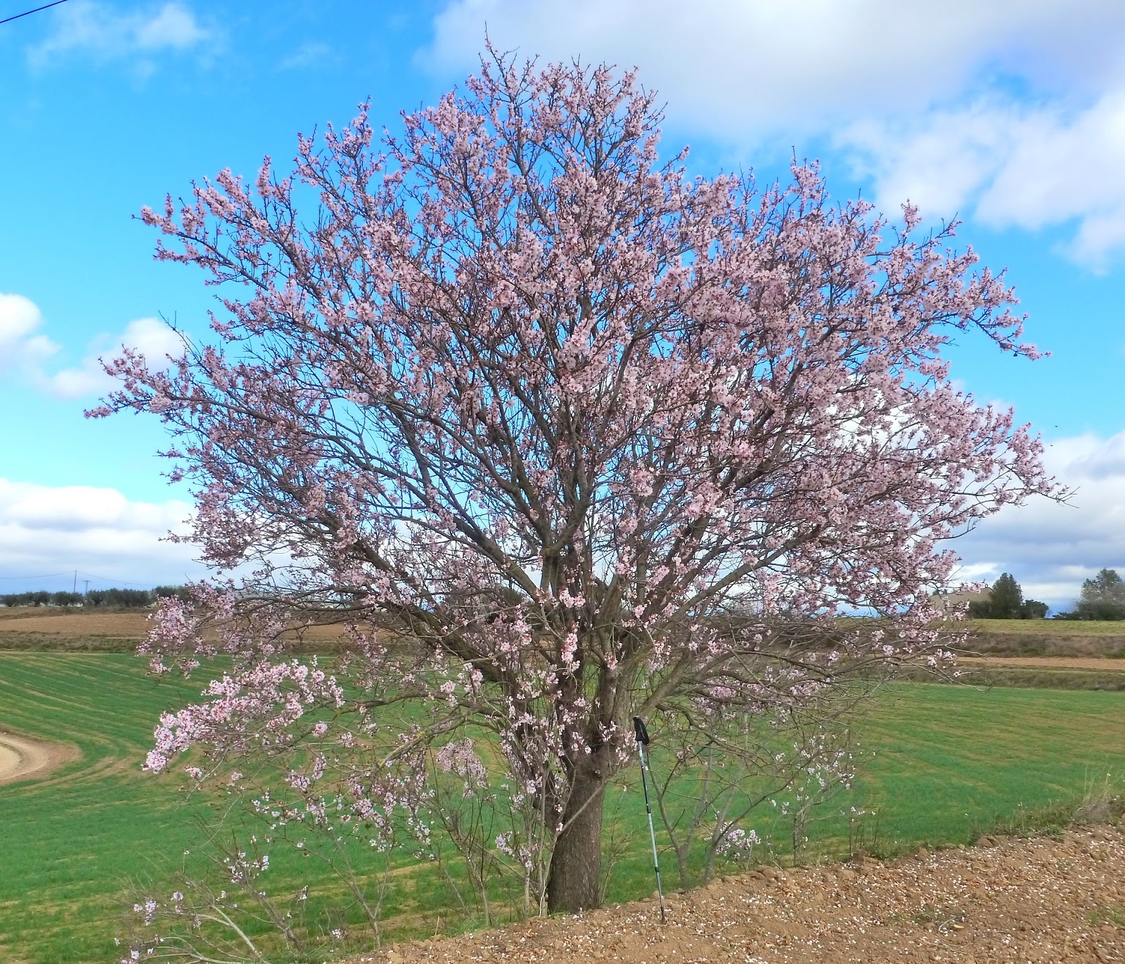 Árboles con alma: Almendro. Ametller. (Prunus dulcis)