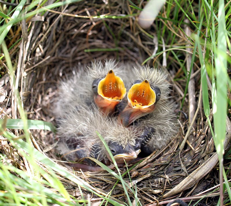 Another Bird Blog: Skylark