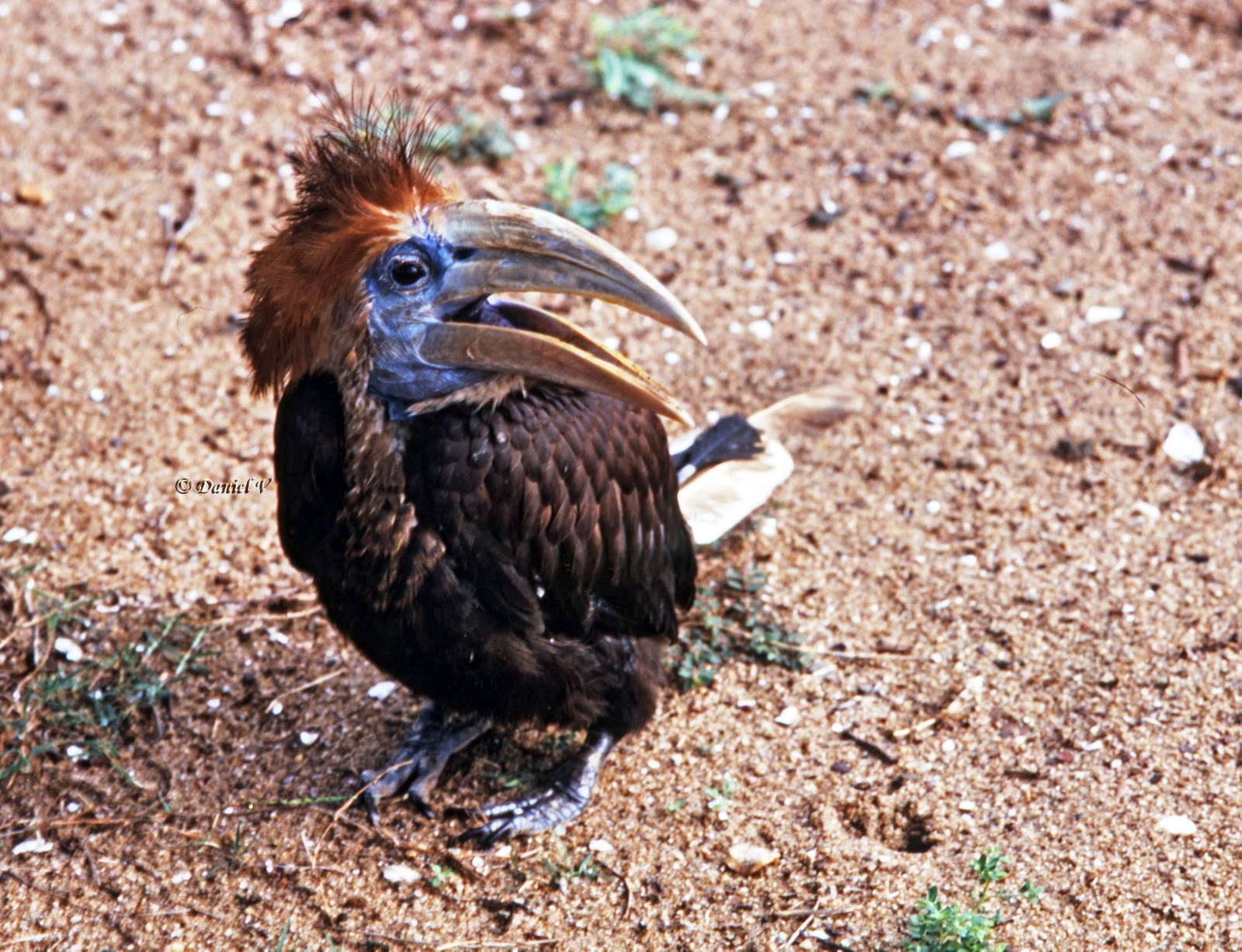 Les oiseaux du 27: Le calao Africain