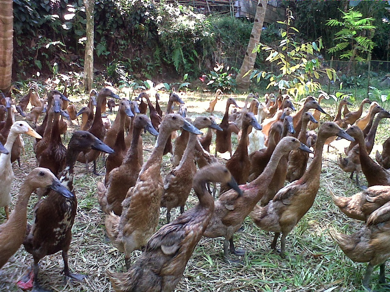 BERITIK BLOG: GAMBAR TERNAK ITIK PETELUR