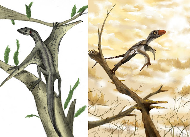 Mark P. Witton's Blog: Pterosaurs: Natural History, Evolution, Anatomy ...