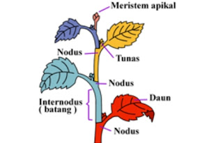 Jaringan Meristem (Jaringan Embrional) - Biologi Umum