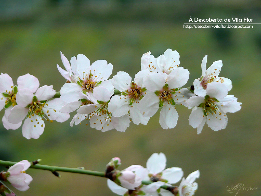 À Descoberta de Vila Flor: Peregrinações – Capela de Nossa Senhora do ...