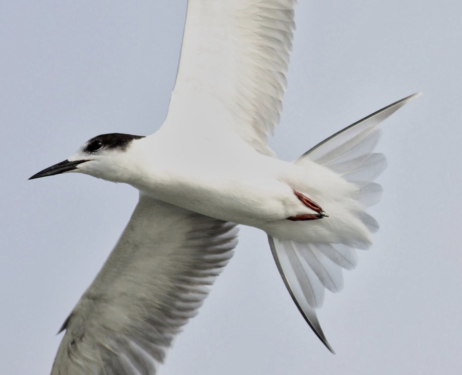 Ron-Nature-Adventures: Common Tern (Sterna longipennis)