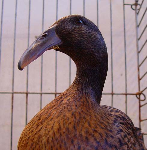 Breed Savers: Dutch Hook Bills - Preserving History