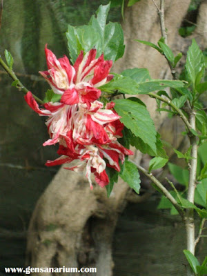 Durian Garden, Polomolok || GENSANarium