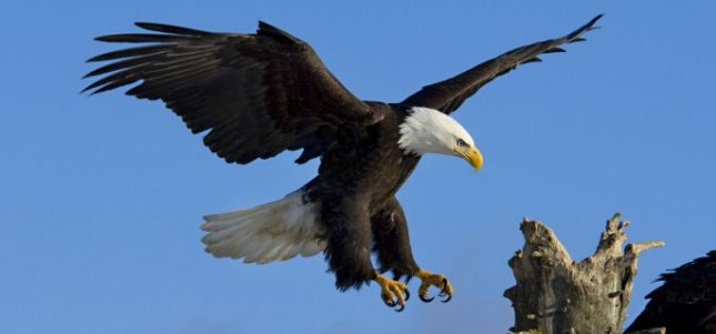 Shqiponja - Shqipëria Express