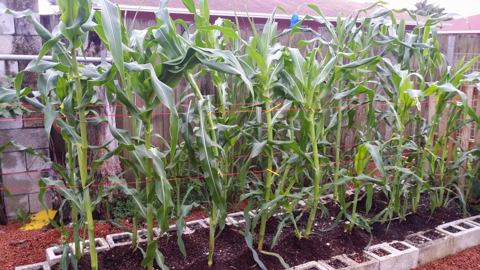 Converting My New Home to a Green Edible Oasis: Wind Damaged Your Corn ...