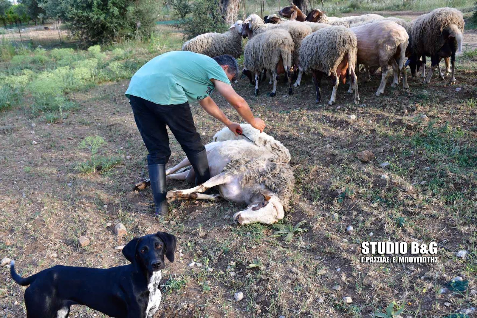 Παραδοσιακή κουρά προβάτων στο Ναύπλιο - ΦΩΤΟ