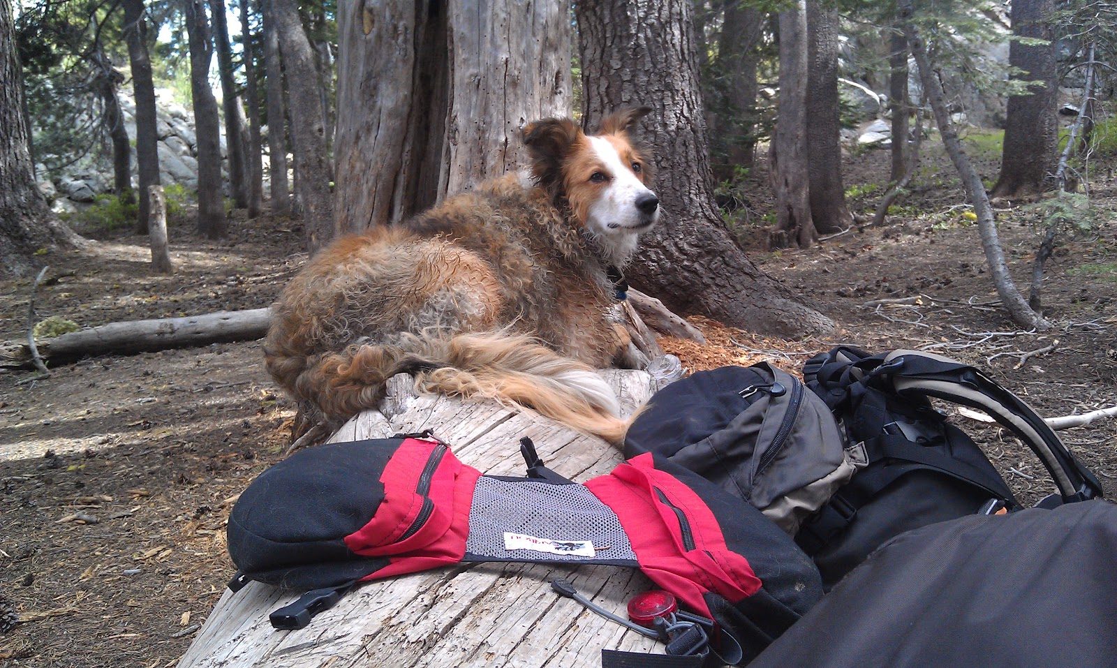 Paws For Hiking: Loch Leven Lake Trail - Tahoe National Forest, Ca