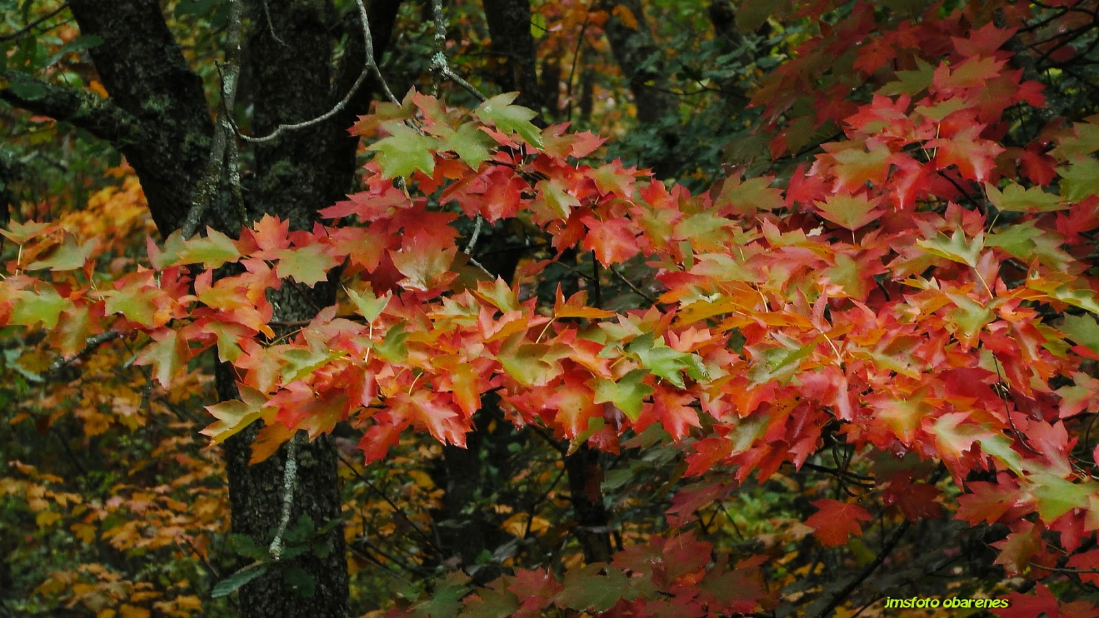 MONTES OBARENES ENTORNO Y VIDA: Colores del Arce
