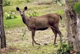 THE ZOOLOGIST : Three Types Of Deer In Malaysia