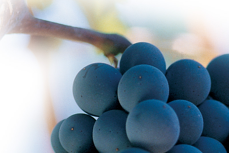 Tipo Assim!...: Beijo vs Uva!!!