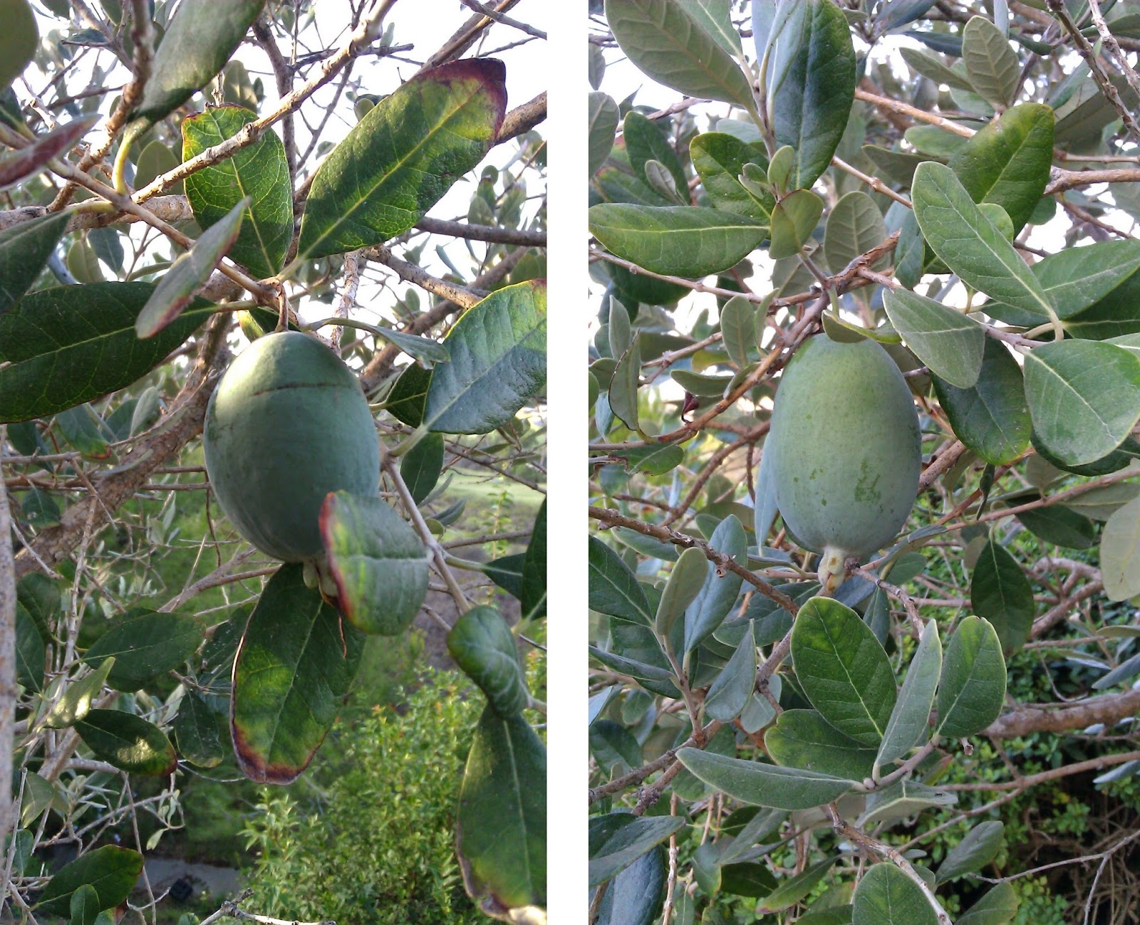 Chao & Chen: 初秋的後院