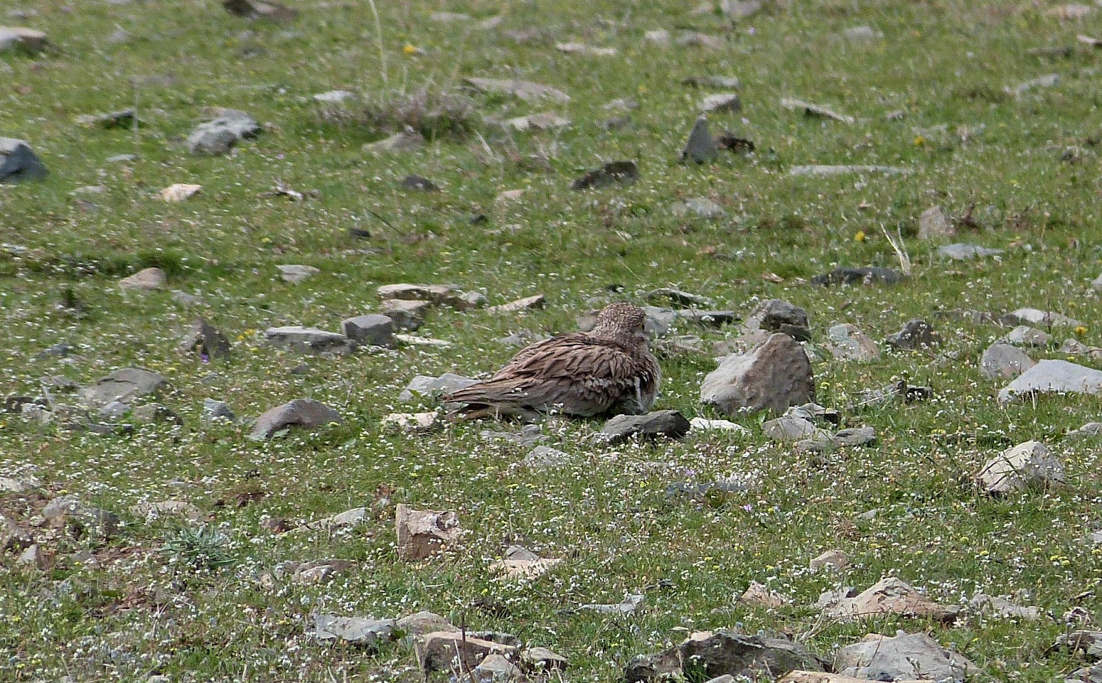 Frumusetile naturii: Pasarea ogorului (Burhinus oedicnemus)