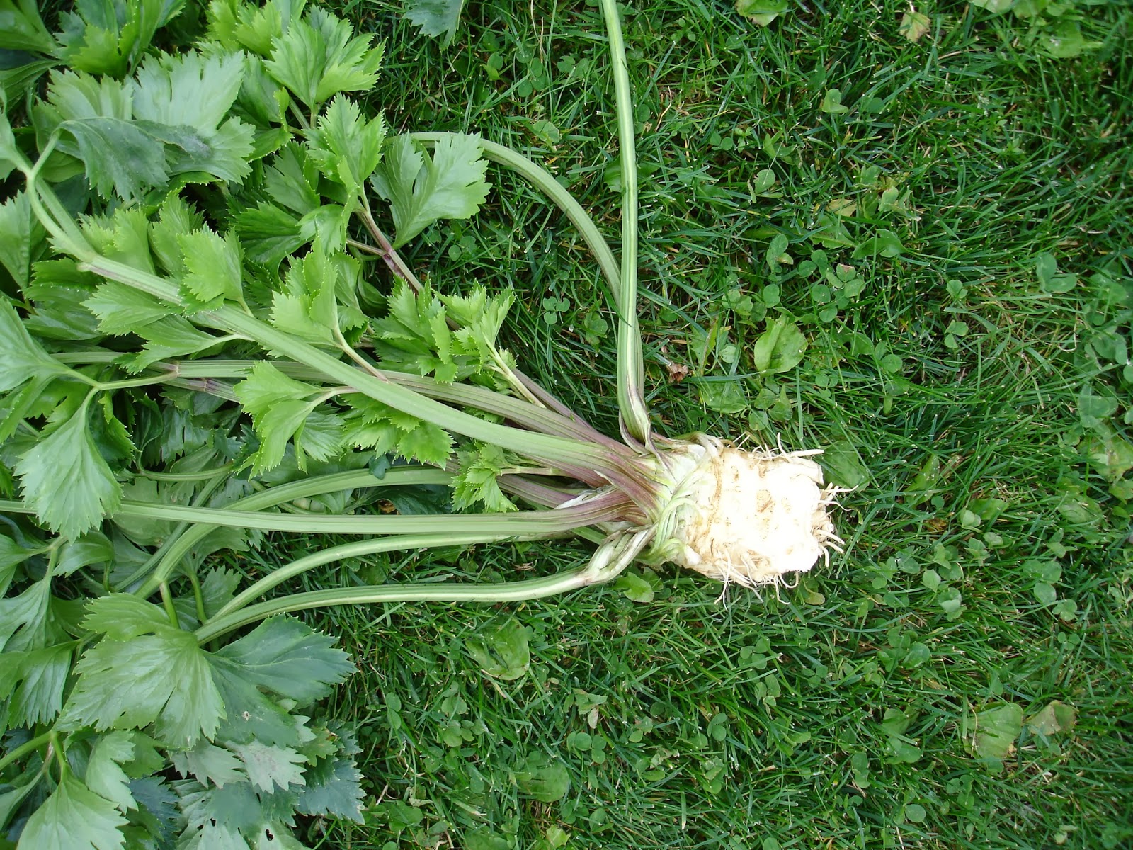 Destination santé: Sauté de céleri-rave & chanterelles aux noix de pin