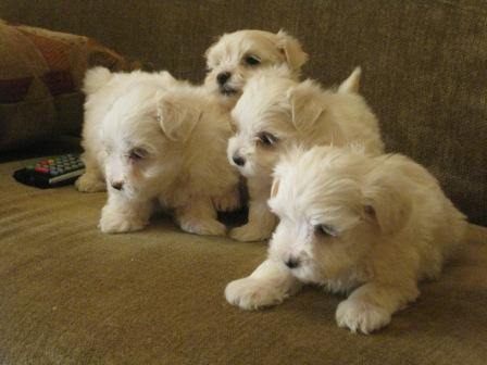 Imagenes de perros maltes - Imagui