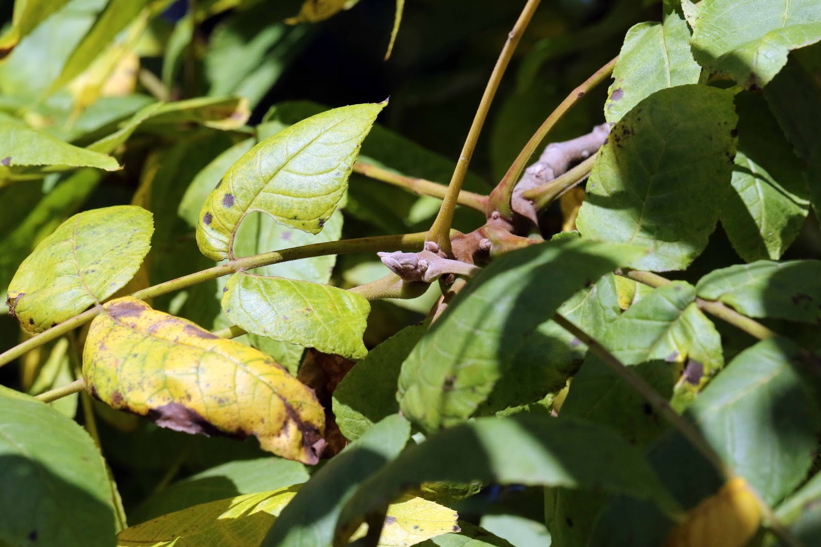 Trees - from the Hadlow Tree Warden: Caucasian Wingnut, Pterocarya ...