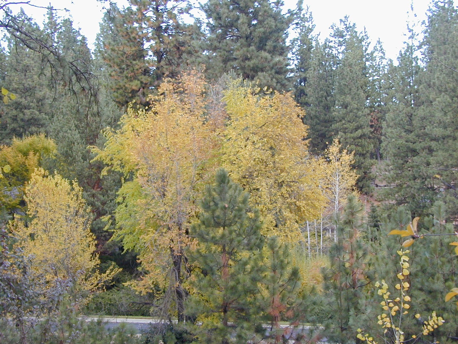 Trees of Santa Cruz County: Ulmus pumila - SIberian Elm