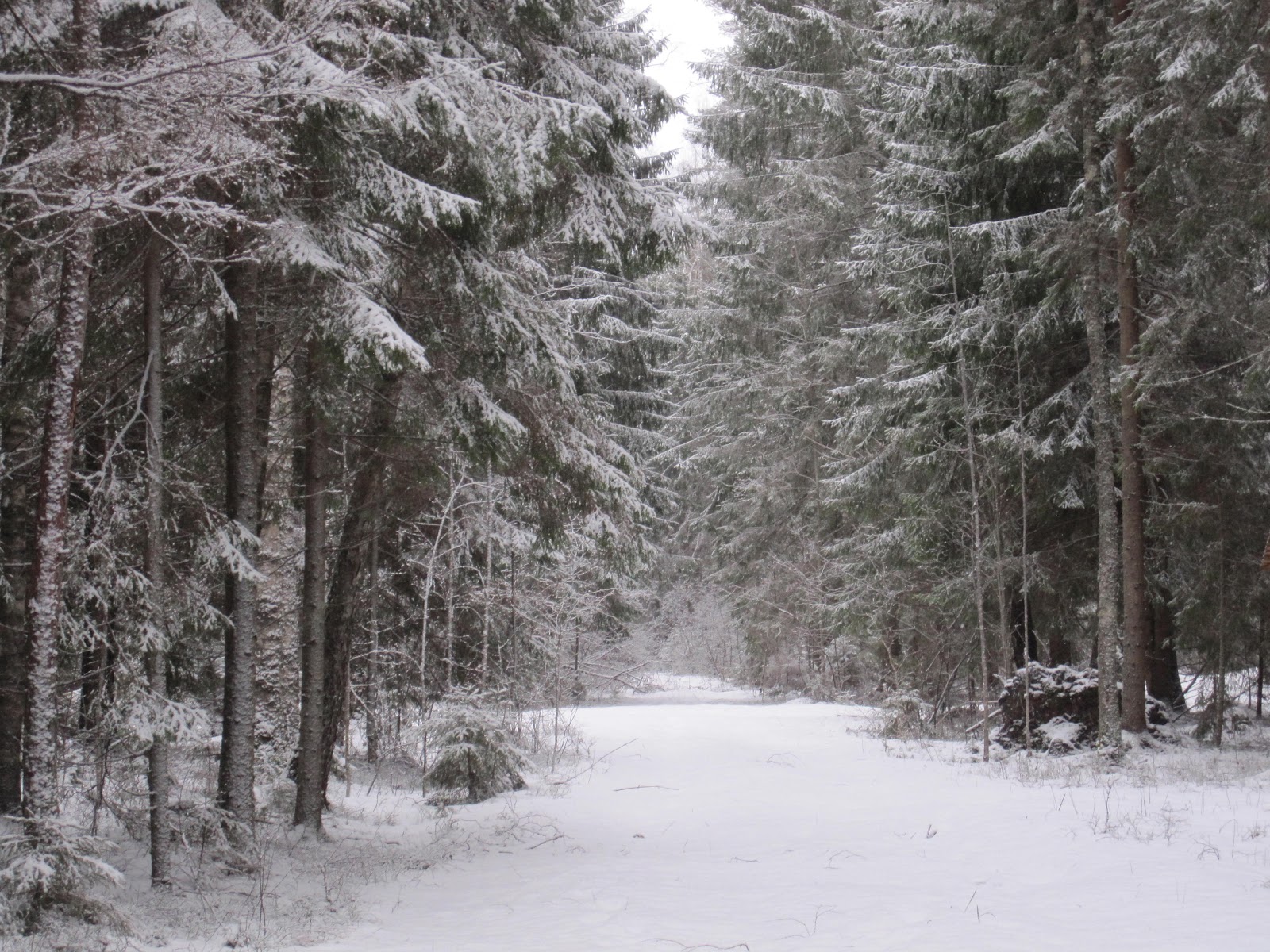 Four Strings Good..: Whispering trees - Litene, the forest of death