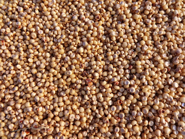 What Is Natural Or Organic Seed Organic Adda what-is-natural-or-organic-seed-organic-adda