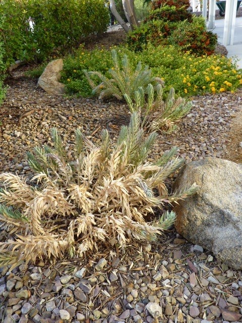 Gopher Deterrent Plants