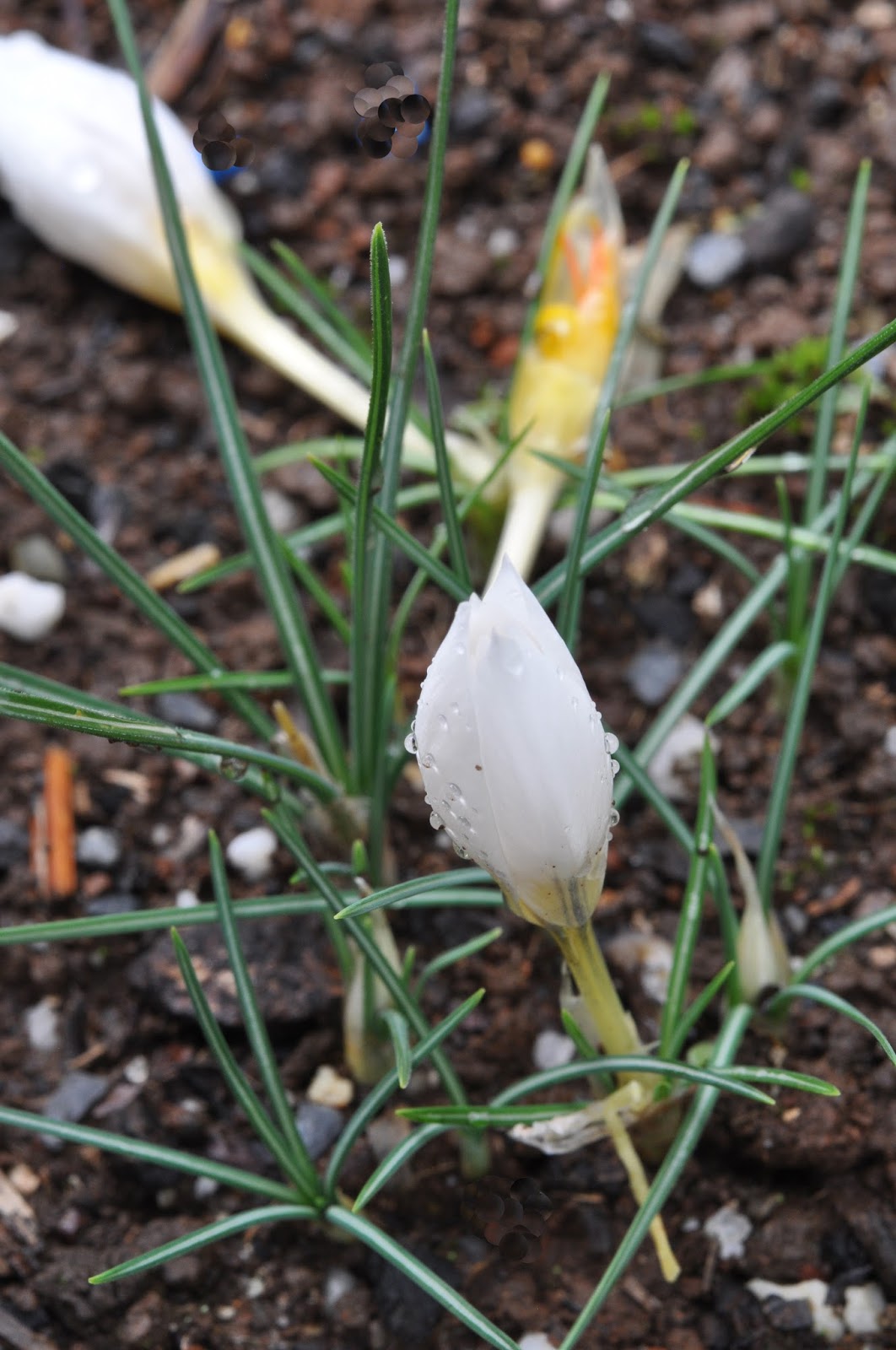 Alpine Garden Society Victorian Group: Crocus From Seed.