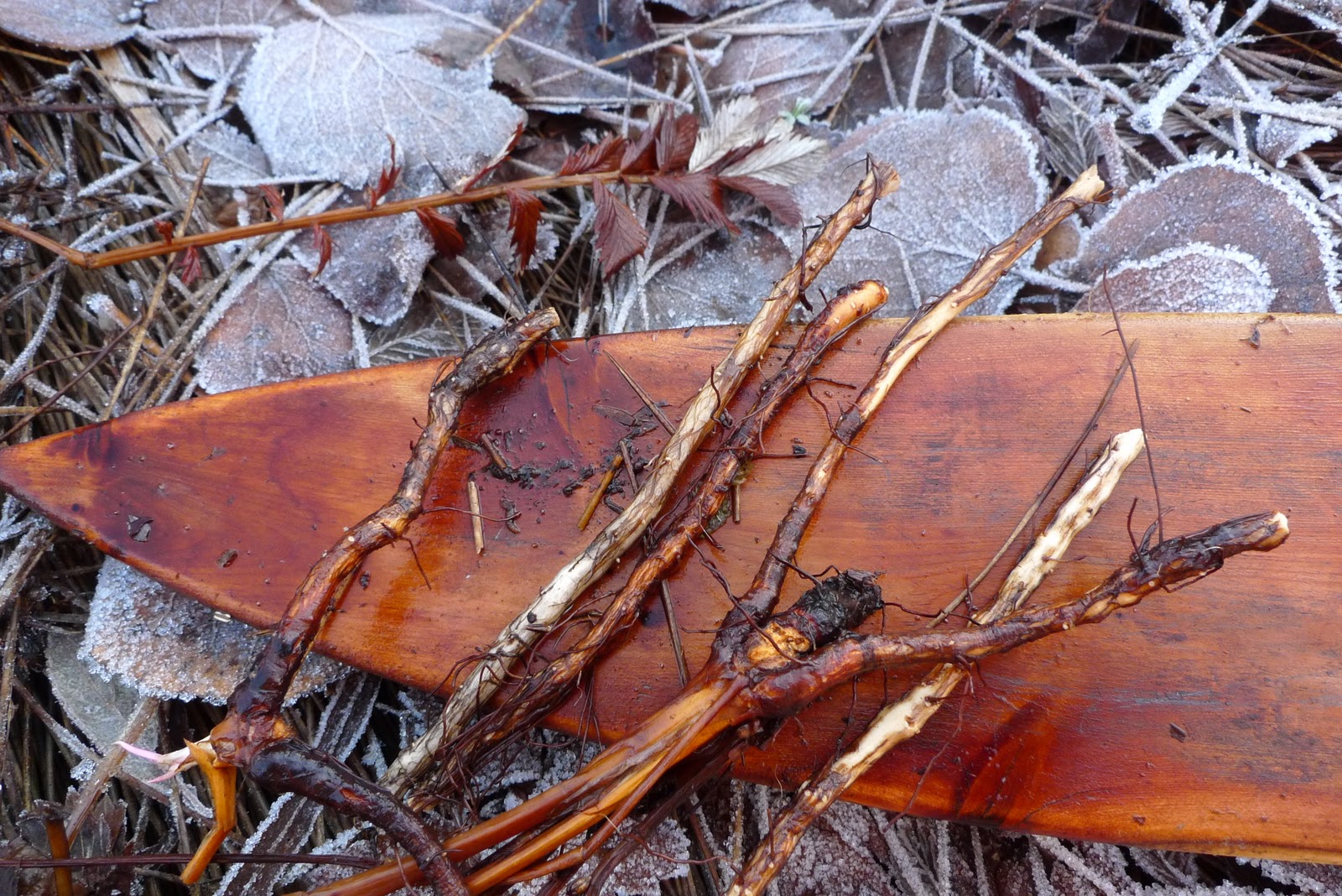 Wild Harvests: Chuckanut Bay Silverweed
