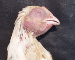 Poultry: Mycoplasma Gallisepticum