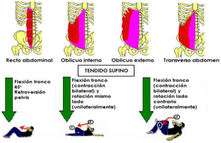 LA IMPORTANCIA DEL ABDOMINAL TRANSVERSO PARA EL BAILARÍN