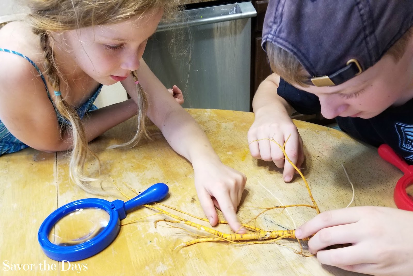 Savor The Days: The Book of Trees Review: Learning Botany with Memoria ...