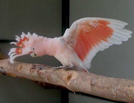 Parrot Behaviour & Enrichment Consultations: Interpreting Parrot Body ...