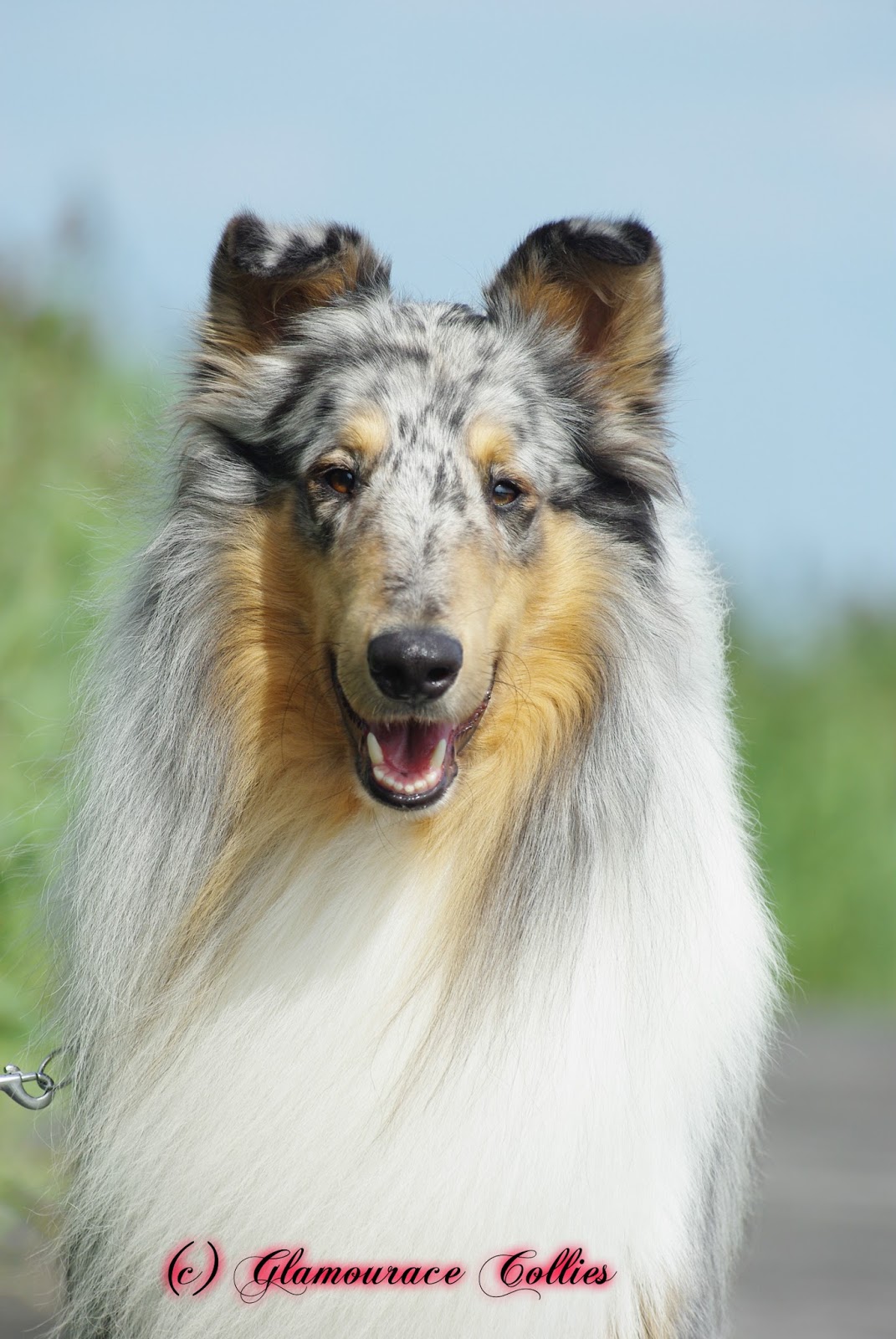 Glamourace Collies: 2017