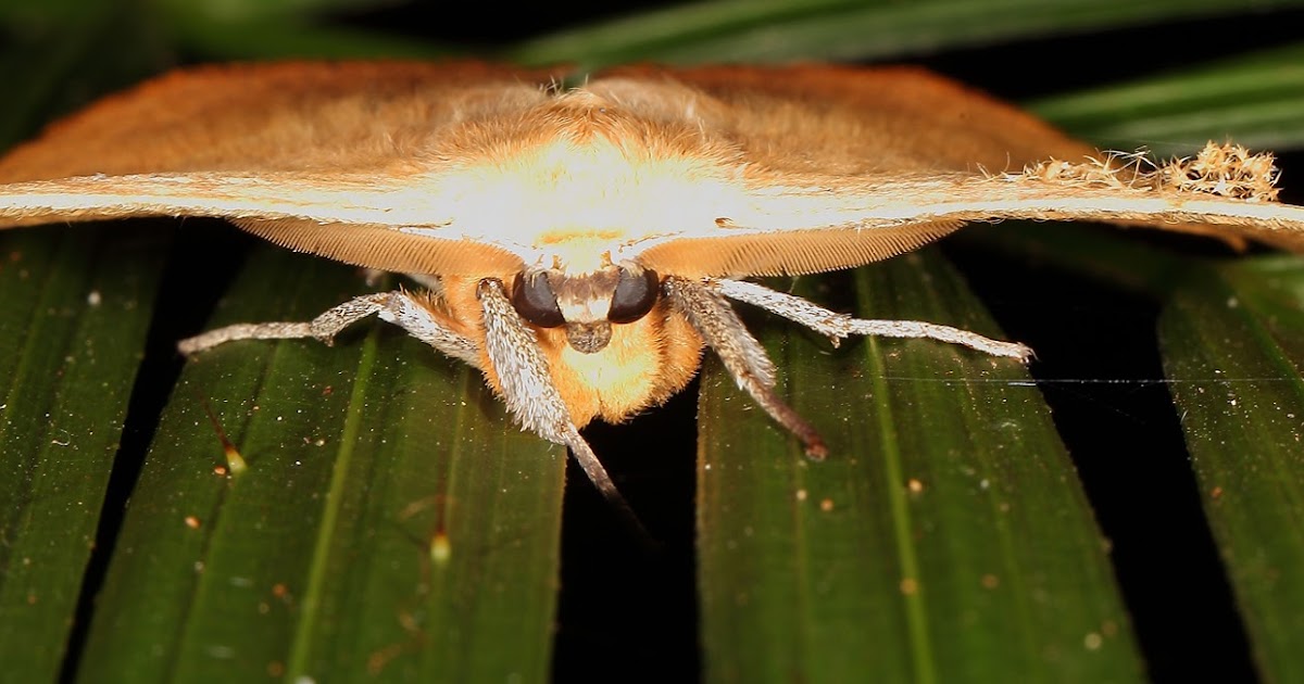 BunyipCo: A Few Nice Moths