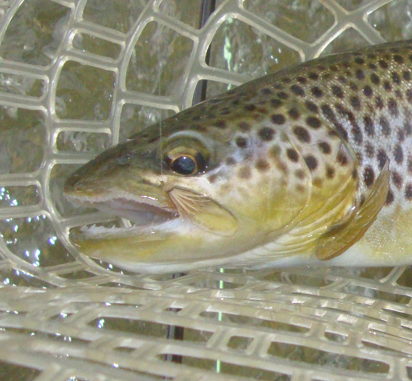 ~StreamSide Tales~: Easter Fooling