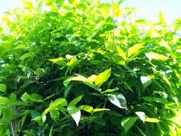 Klasifikasi Tanaman Salam - Klasifikasi Tanaman