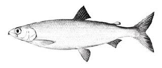 Shortnose Cisco ~ World Extinct Animals