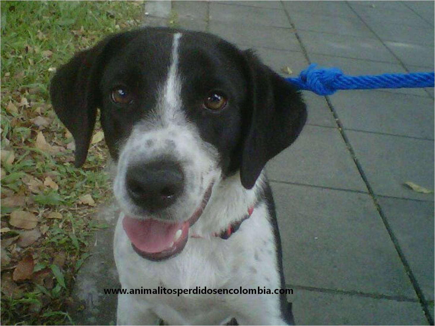 Animalitos Perdidos en Colombia: ENCONTRADO MEDELLIN- PERRO CRIOLLO ...
