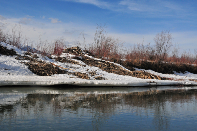 Columbia Wetlands: Beaver Scent Mounds
